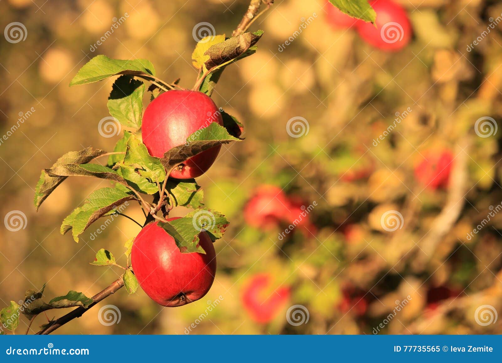 Apple orchard stock image. Image of blue, orchard, dawn - 77735565