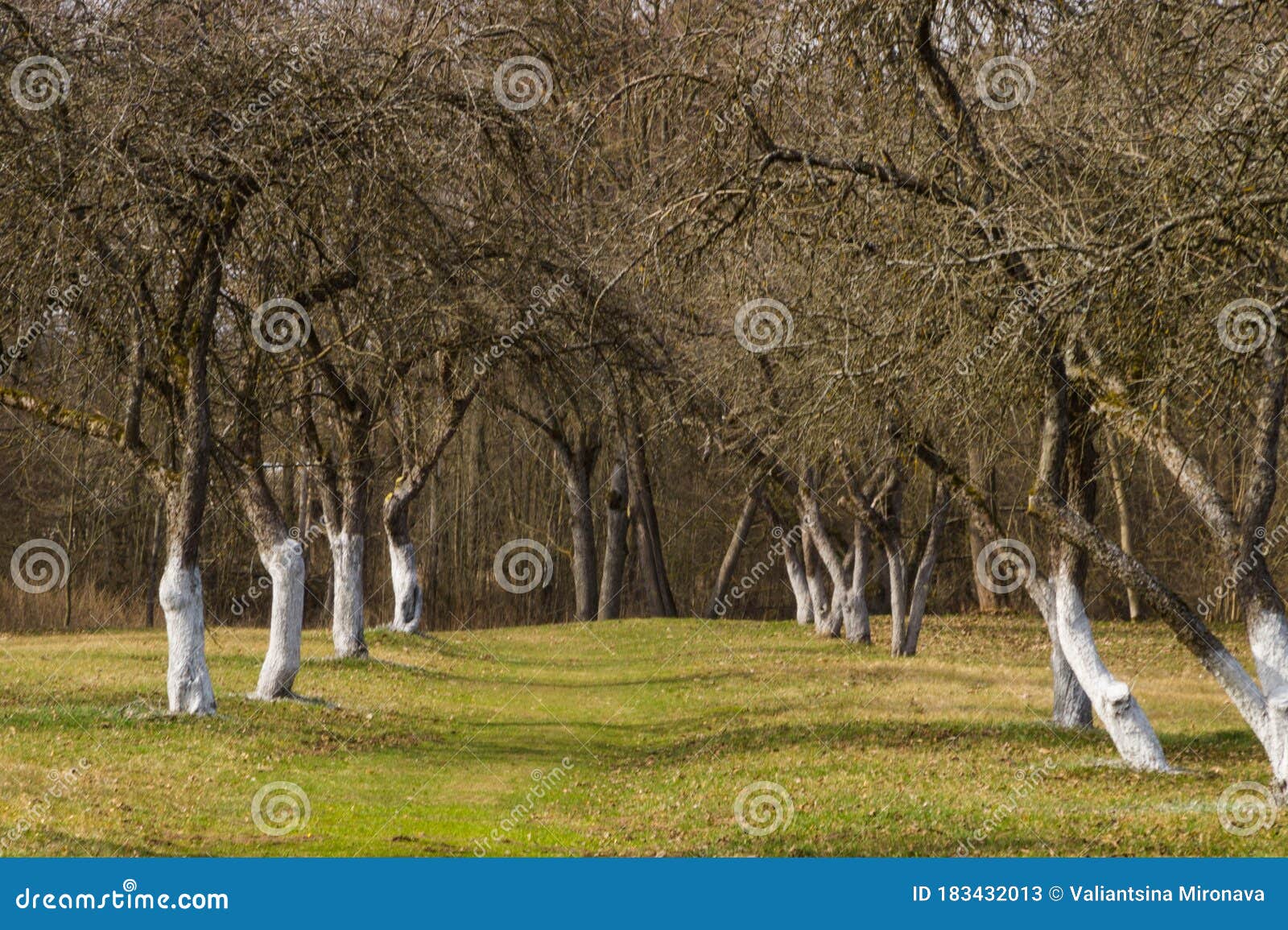 Apple Orchard in Early Spring Stock Image - Image of apple, landscape ...