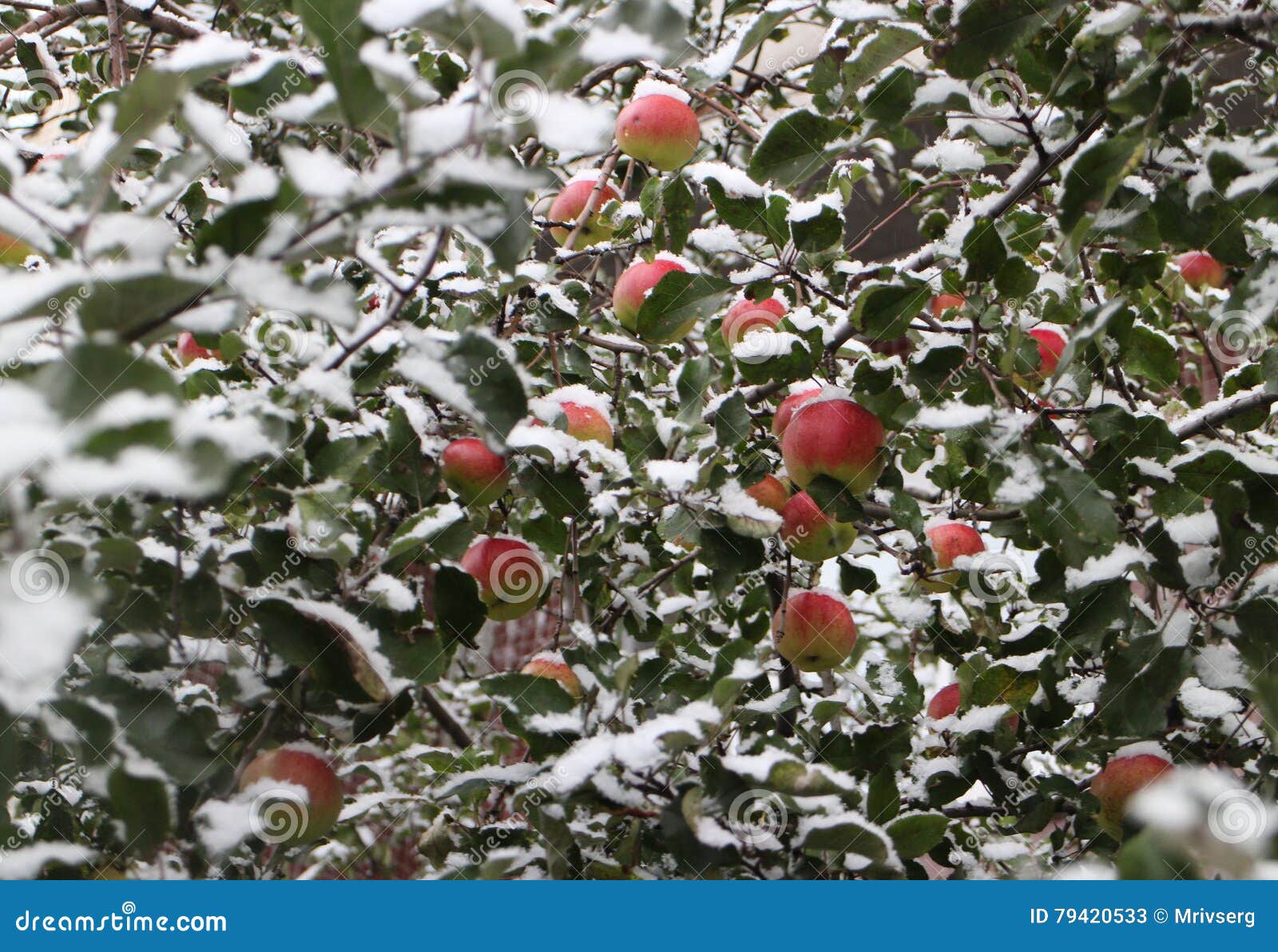 Apple Orchard Under the Snow Stock Image - Image of winter, apples ...