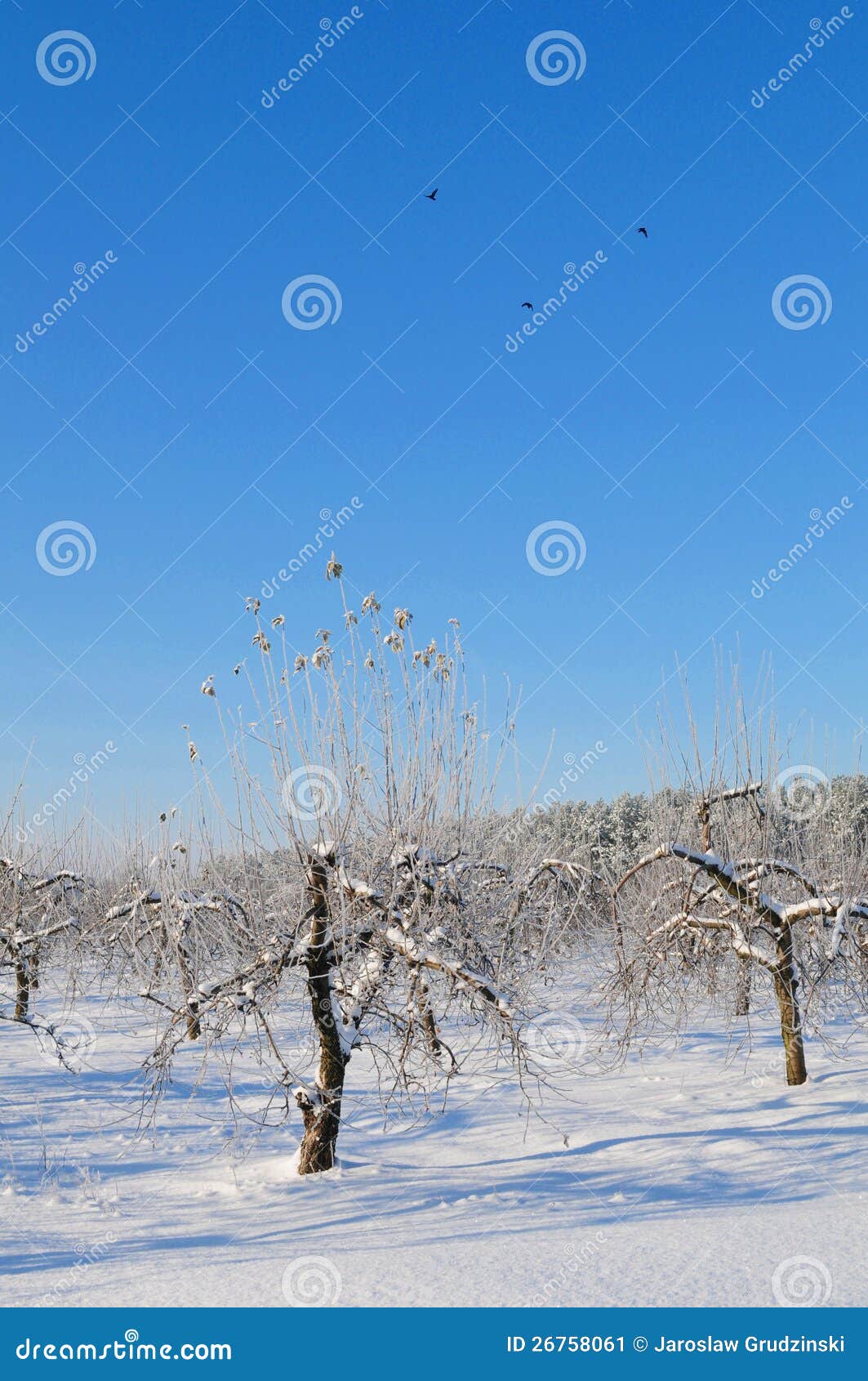 Apple orchard in winter stock image. Image of christmas - 26758061