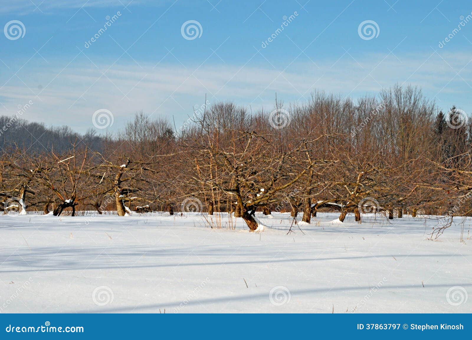 Apple orchard in winter stock image. Image of country - 37863797