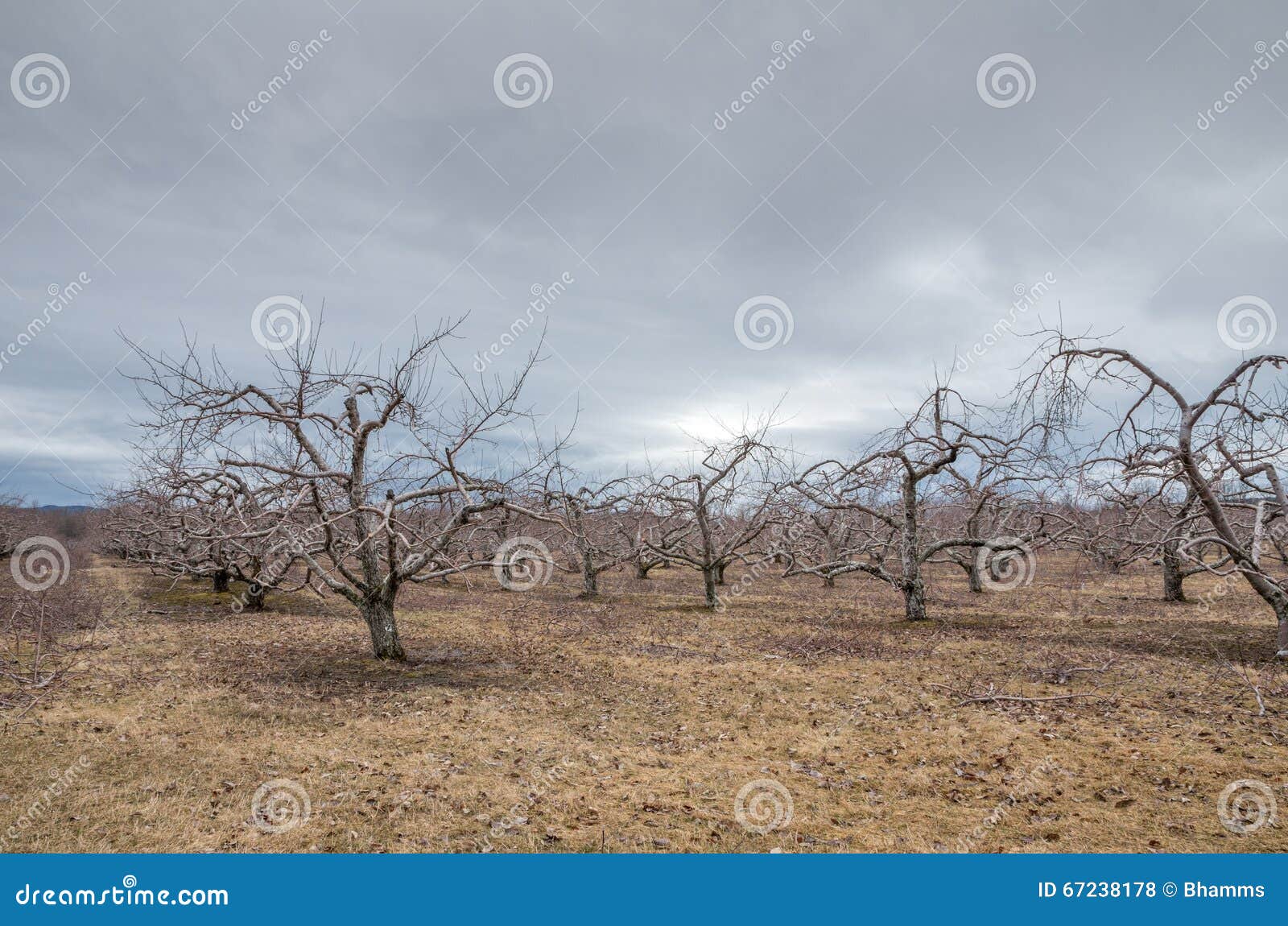 Apple Orchard in the Winter Stock Photo - Image of farm, harvest: 67238178