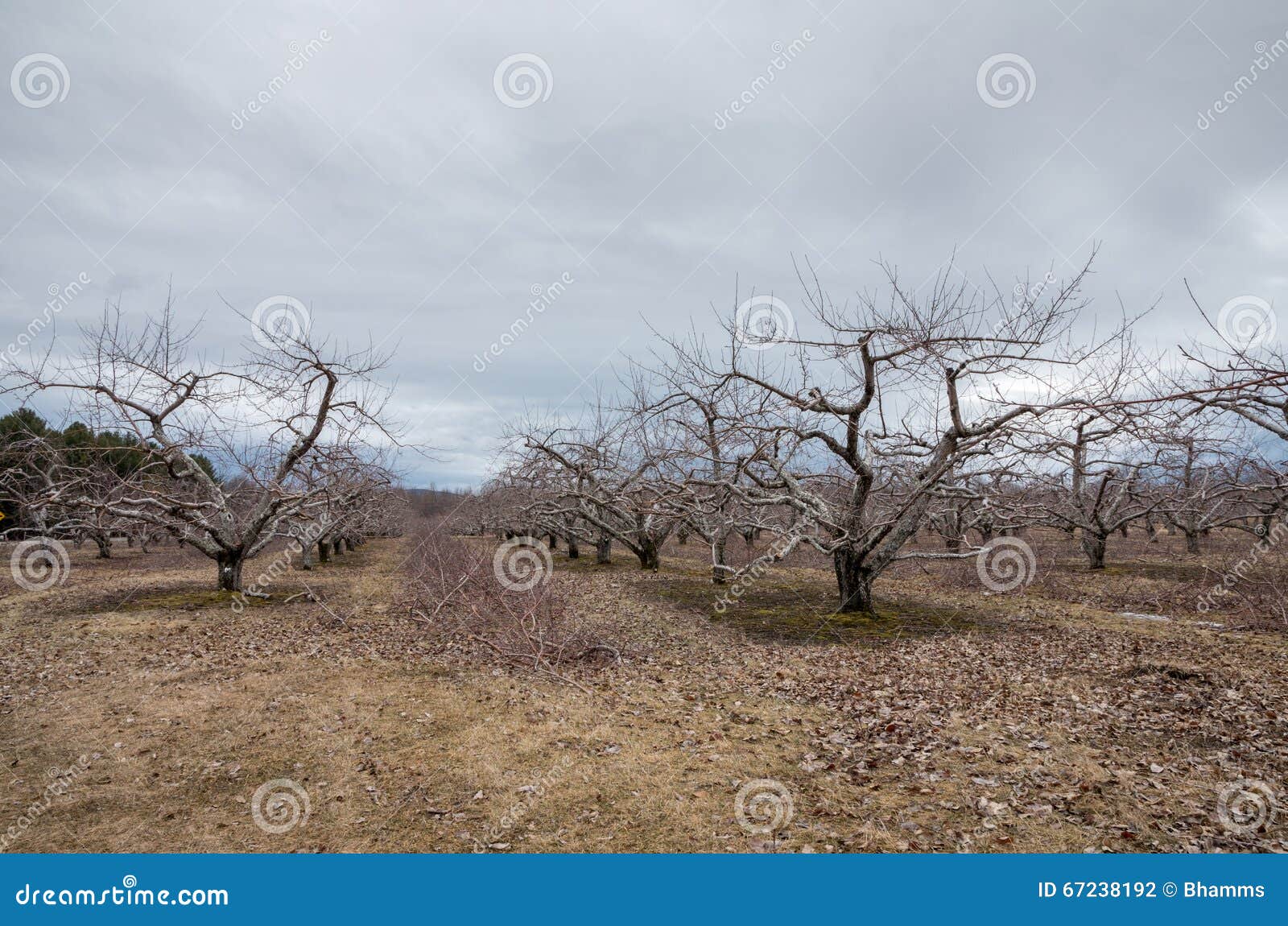 Apple Orchard in the Winter Stock Photo - Image of winter, rural: 67238192