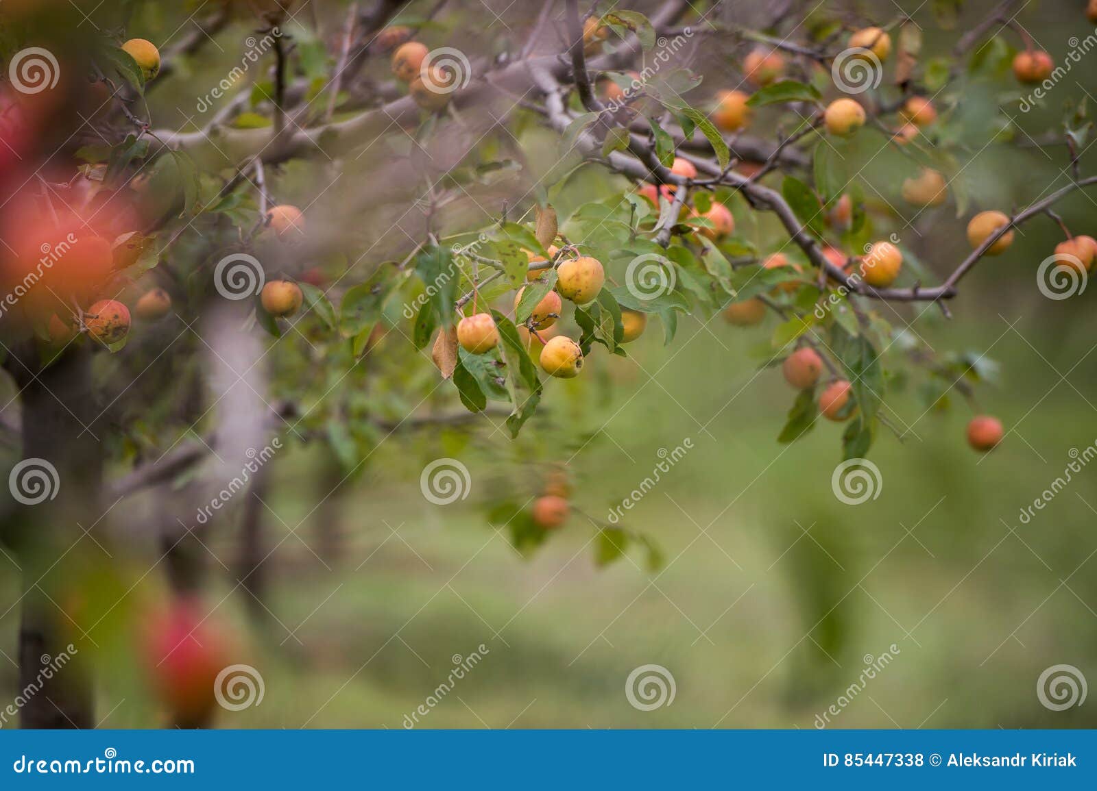 Apple orchards in the fall stock photo. Image of foliage - 85447338