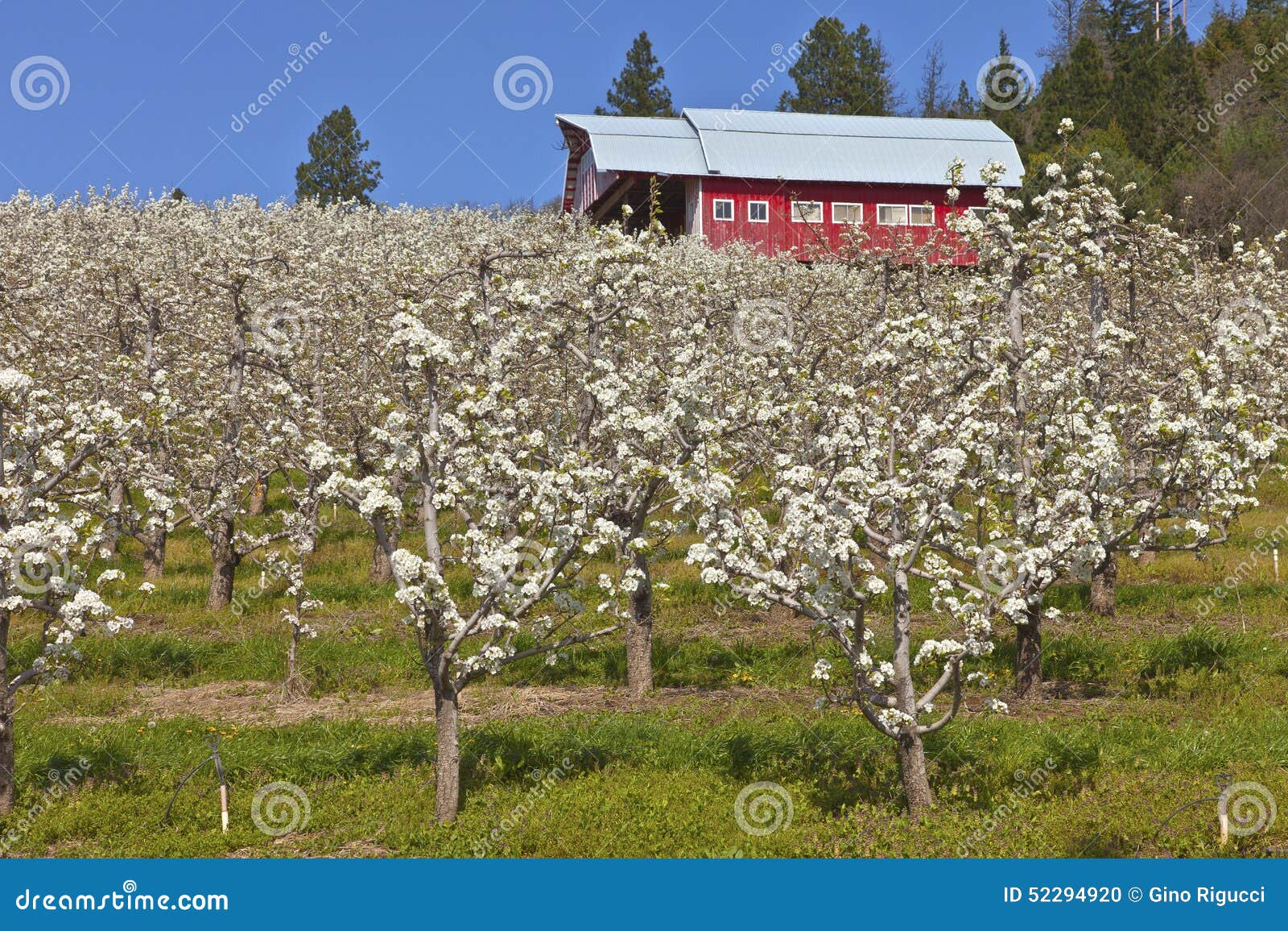 Apple Orchards in Hood River Oregon. Stock Photo - Image of hill ...