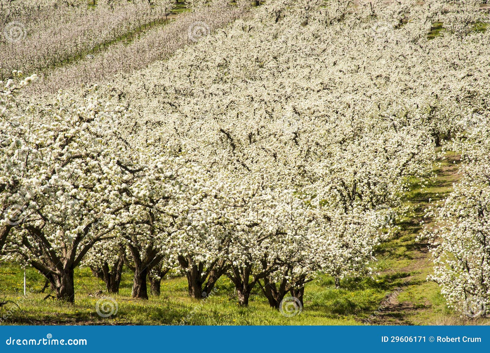 Apple orchards in spring stock image. Image of blooming - 29606171