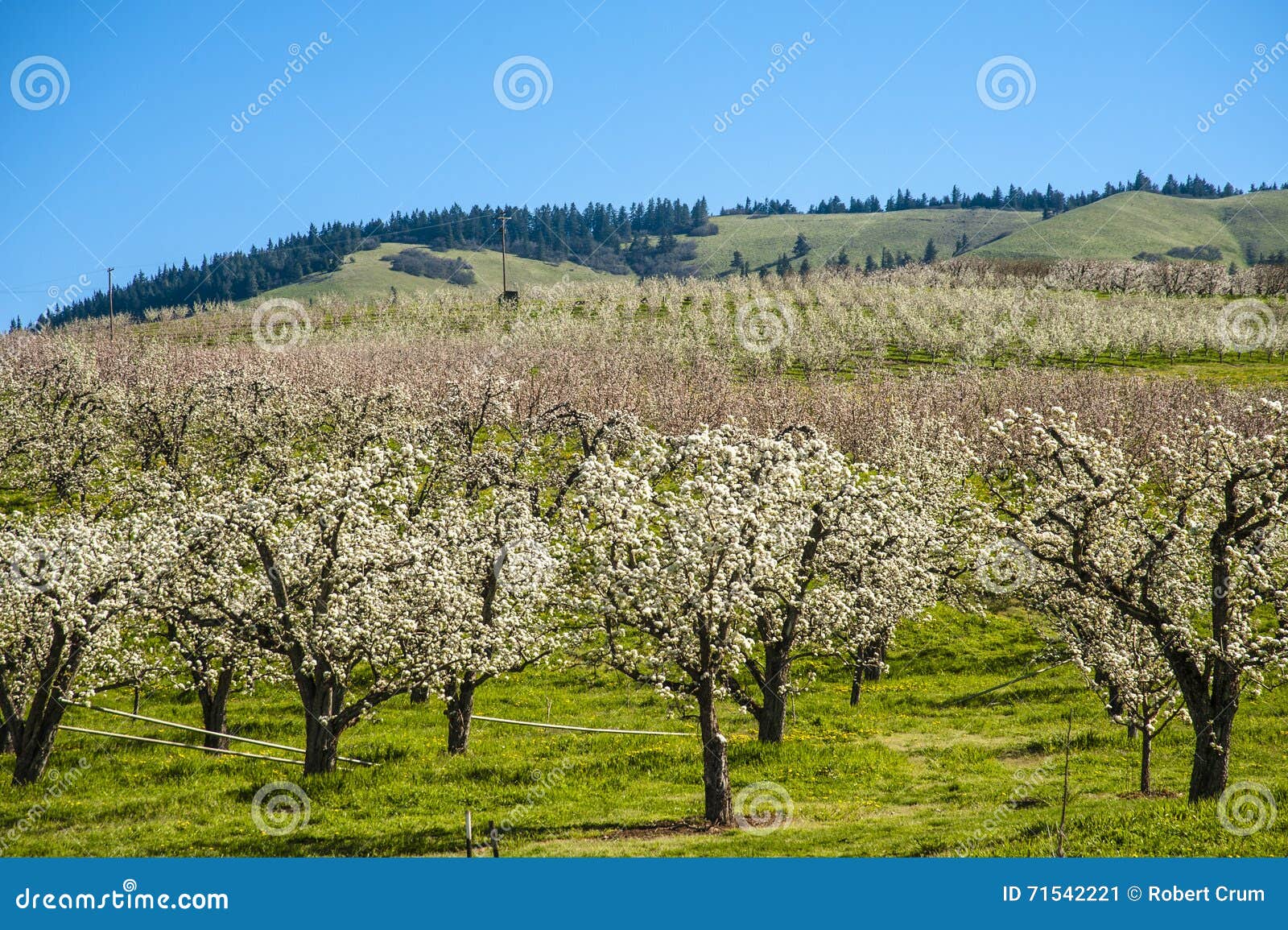 Apple orchards in spring stock image. Image of northwest - 71542221