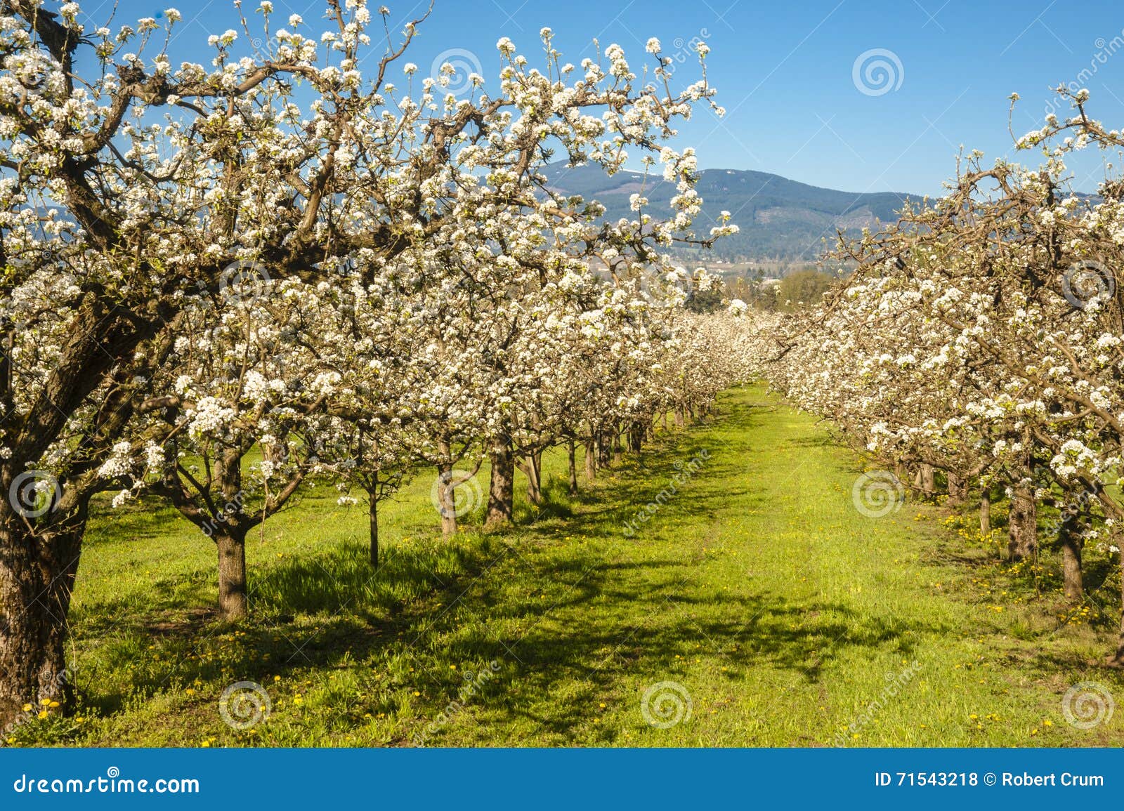 Apple orchards in spring stock photo. Image of flowers - 71543218