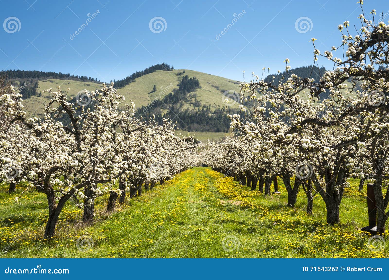 Apple orchards in spring stock photo. Image of hills - 71543262