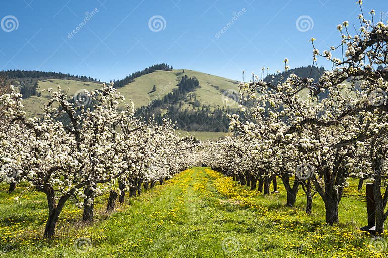 Apple orchards in spring stock photo. Image of hills - 71543262
