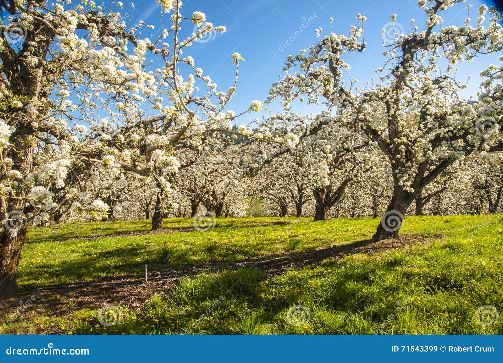 Apple orchards in spring stock image. Image of crop, fruit - 71543399