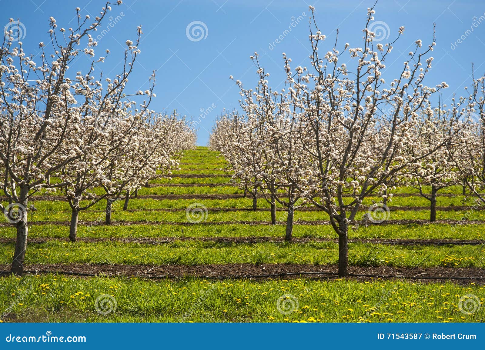 Apple orchards in spring stock image. Image of green - 71543587