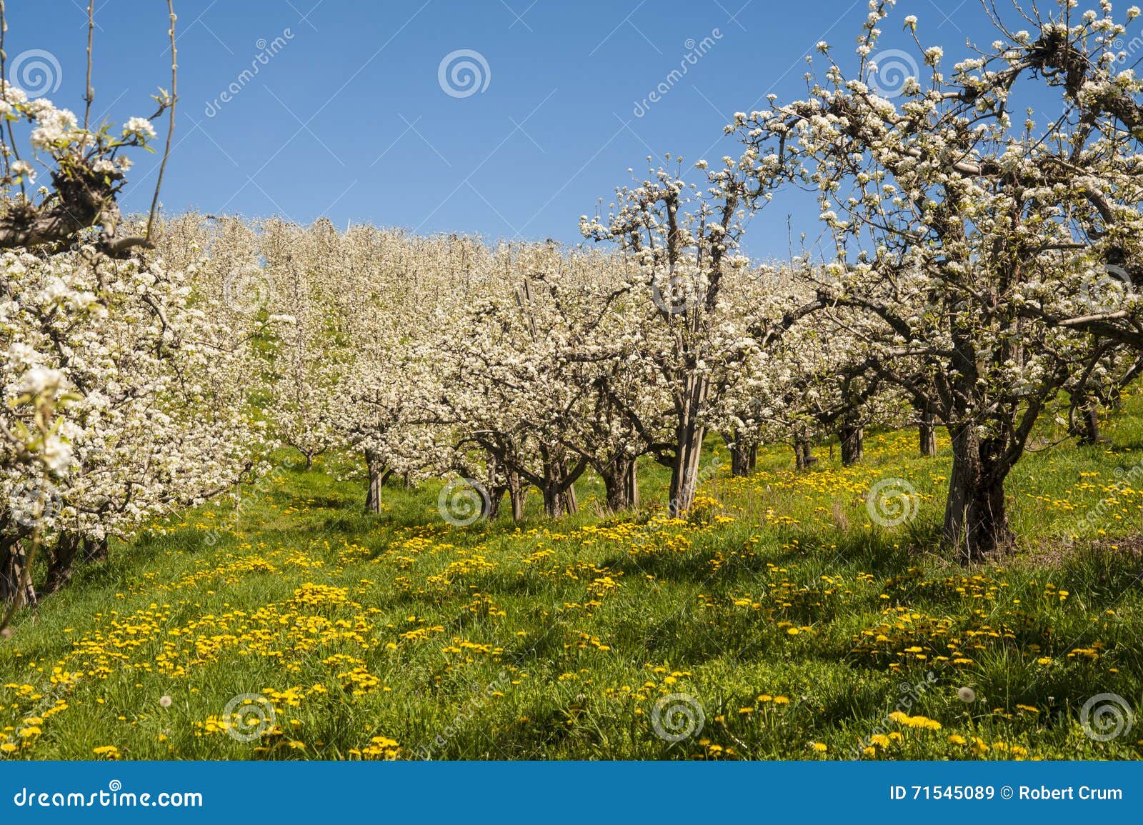 Apple orchards in spring stock image. Image of hills - 71545089