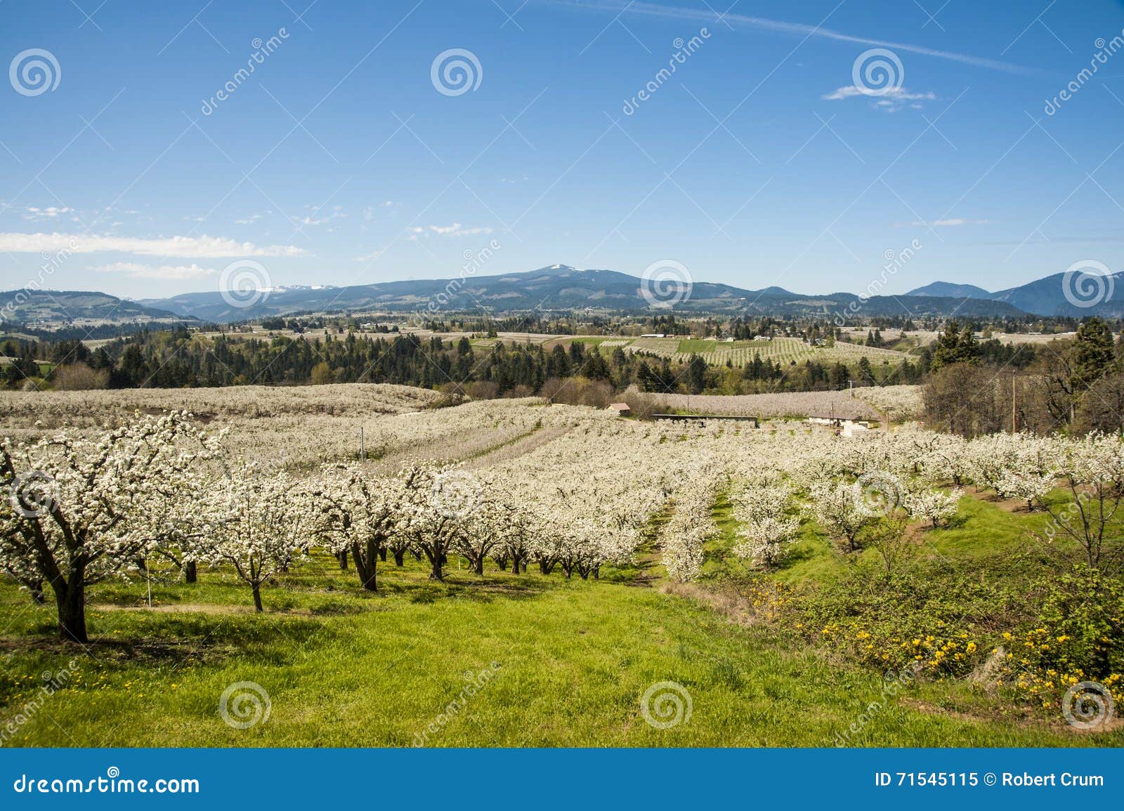 Apple orchards in spring stock image. Image of grove - 71545115