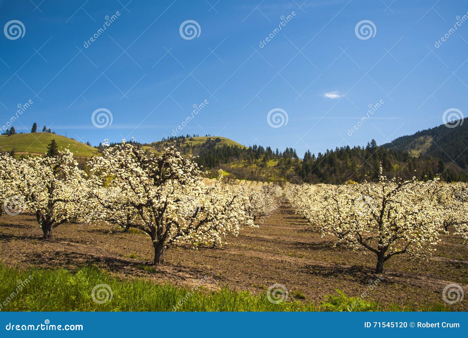 Apple orchards in spring stock photo. Image of apple - 71545120