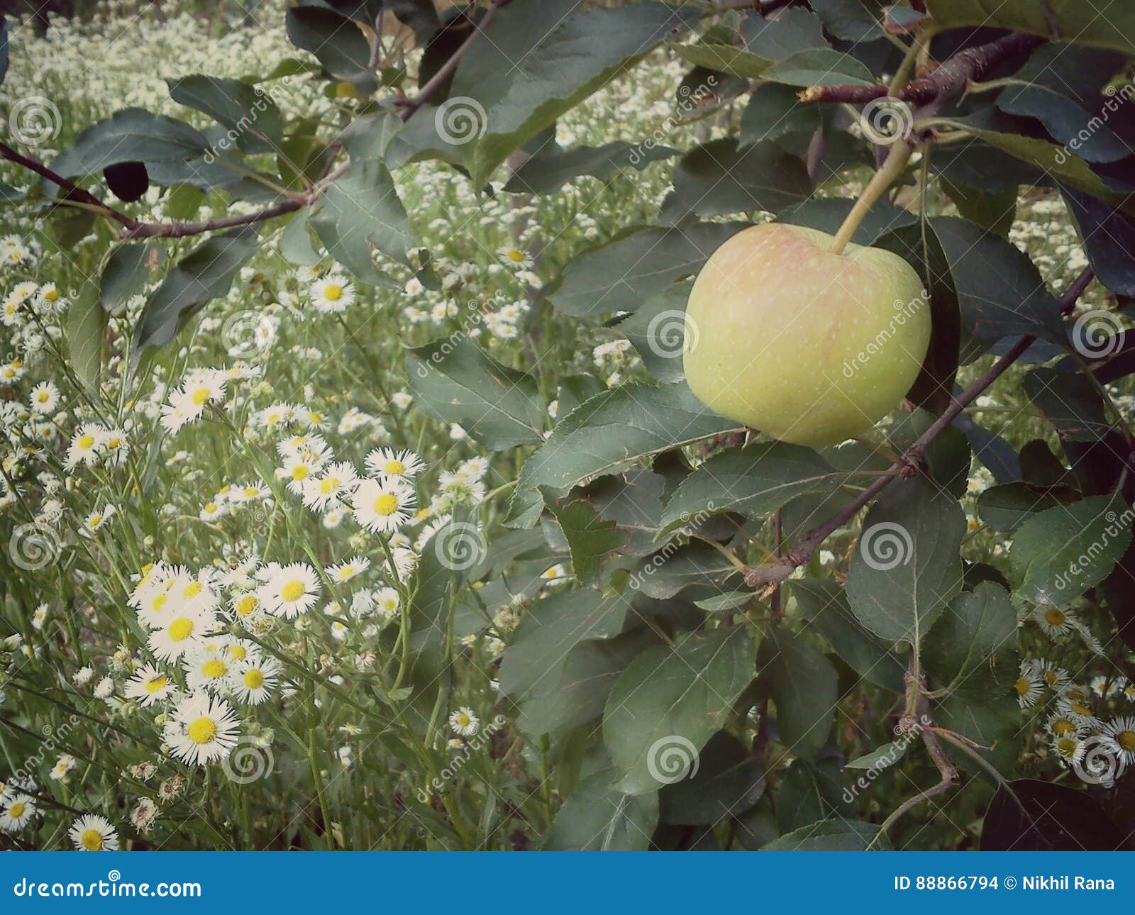 Apple orchid stock photo. Image of apples, kong, batu - 88866794