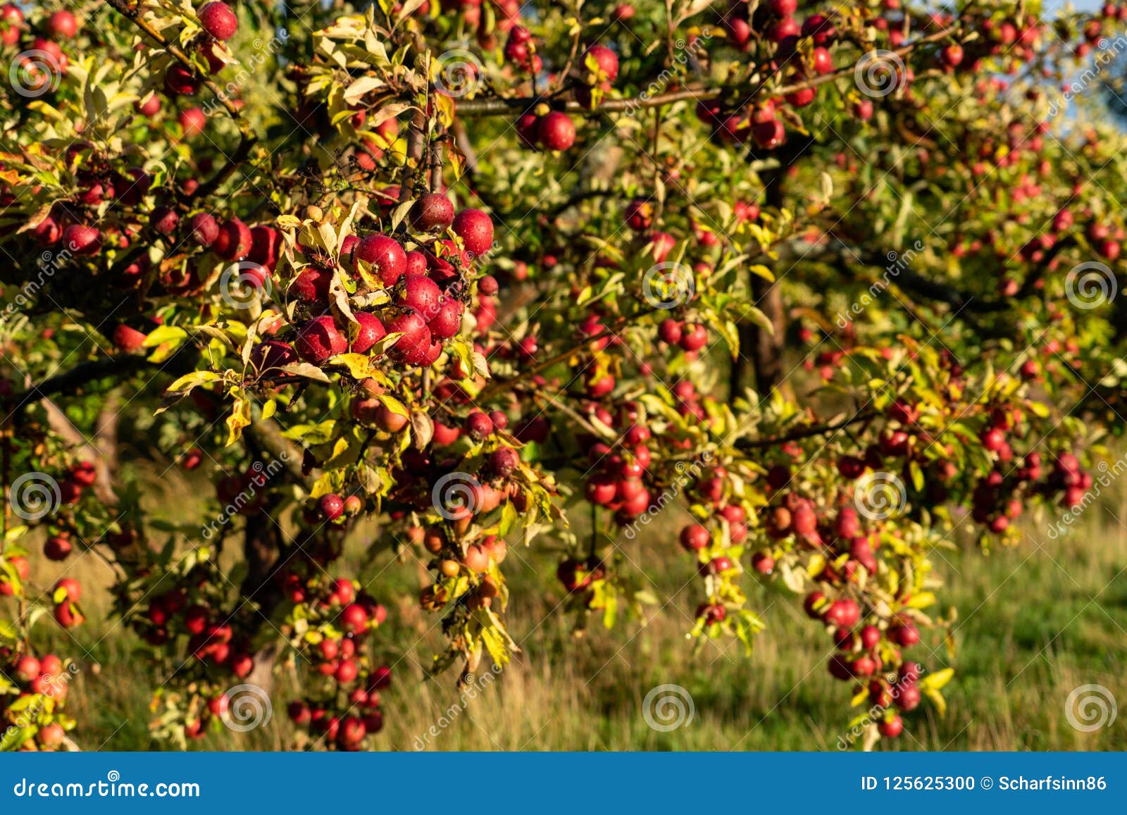 Apple on an Organic Fruit Farm Stock Photo - Image of fruit, food ...