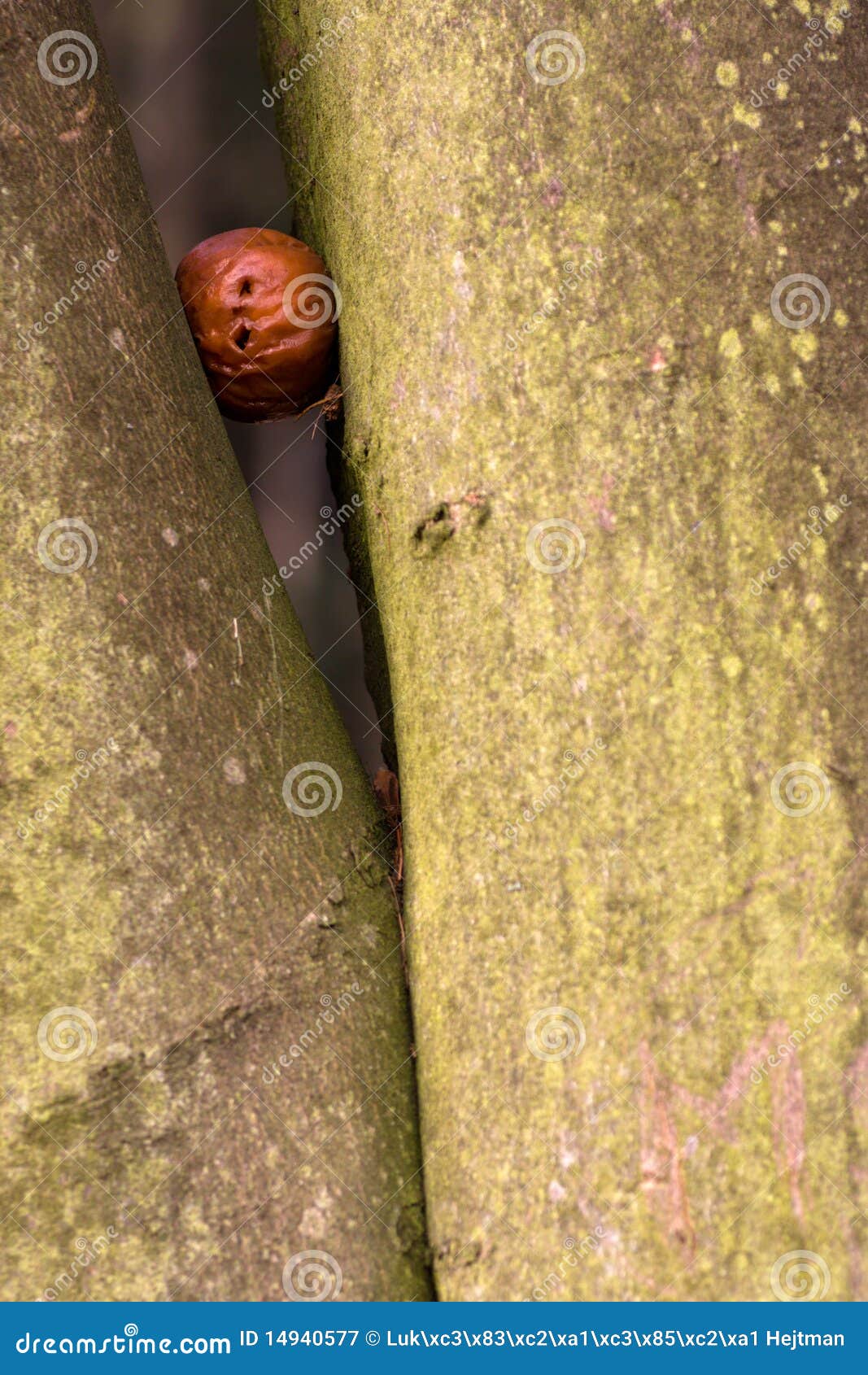 Apple Outdoor on a Tree Trunk Stock Image - Image of seasonal, food ...