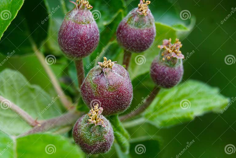 Apple Ovary, Young Apple Growing on the Tree in an Apple Orchard Stock ...