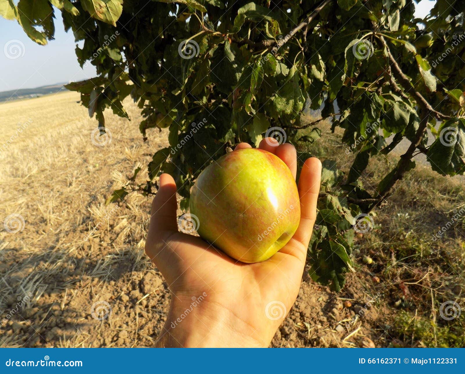 Apple on palm stock image. Image of leaf, sugar, nature - 66162371