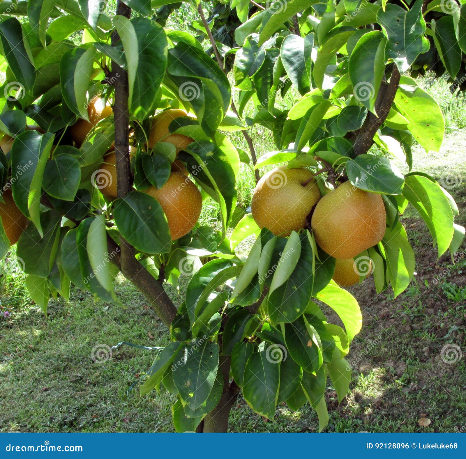 Apple Pear on Tree Branches Stock Photo - Image of color, delicious ...