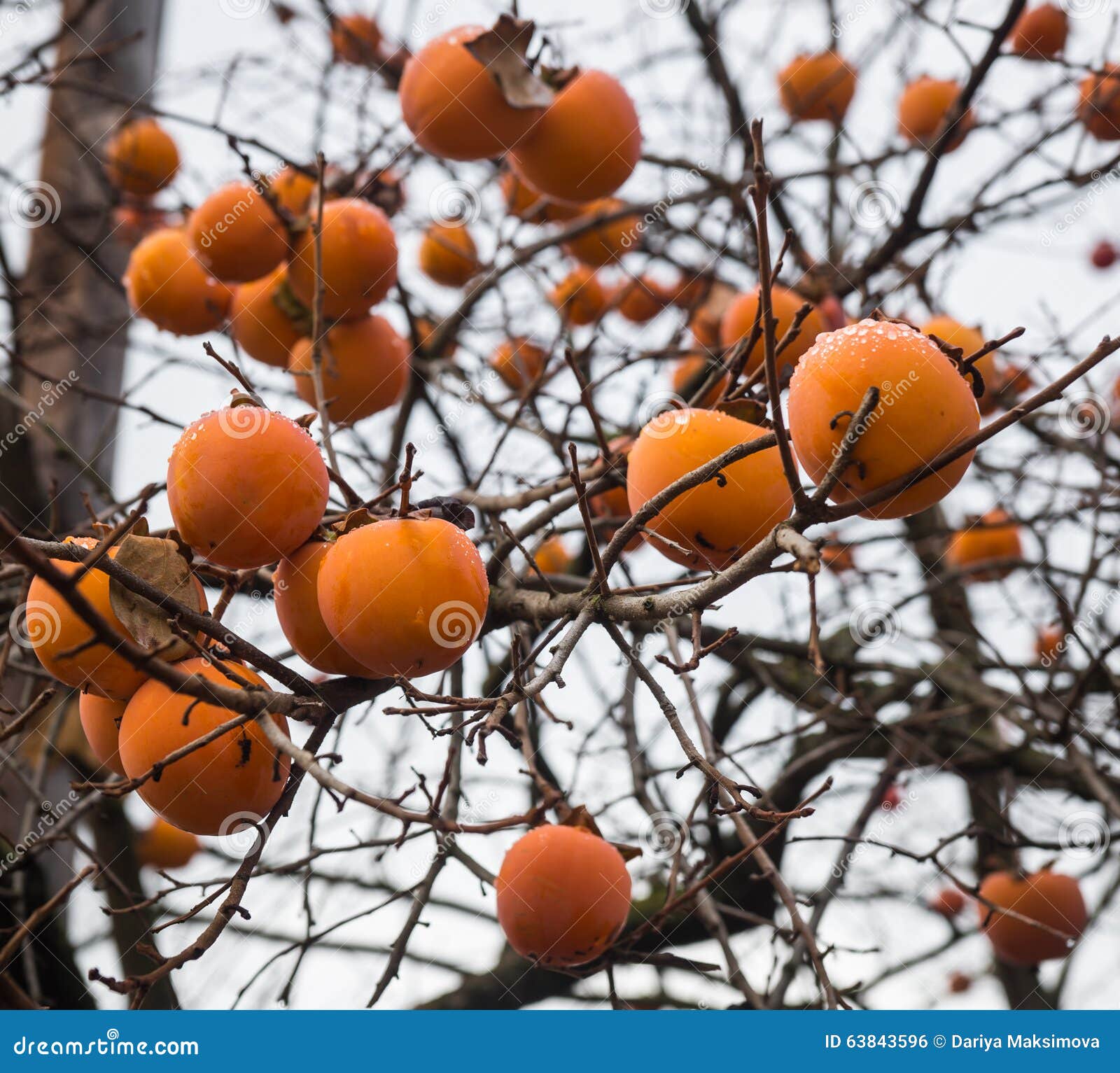 Apple Persimmon on a Tree Branches Stock Photo - Image of garden ...