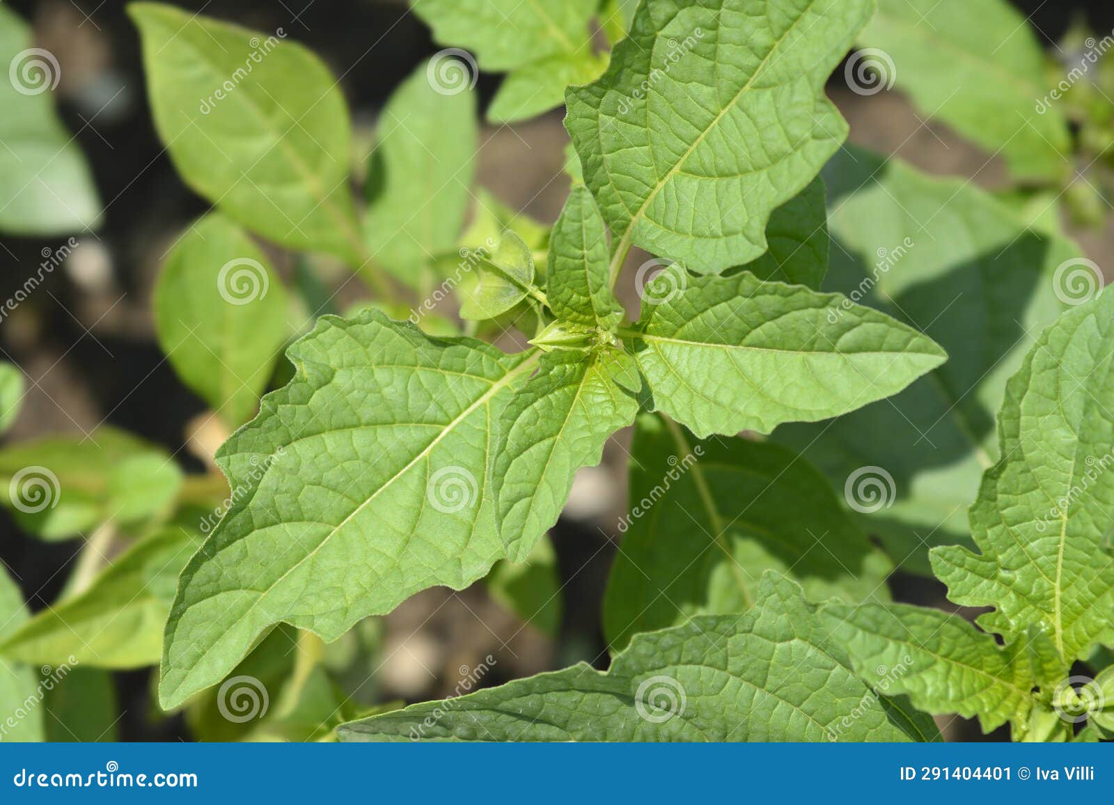 Apple of Peru stock image. Image of nicandra, buds, flower - 291404401