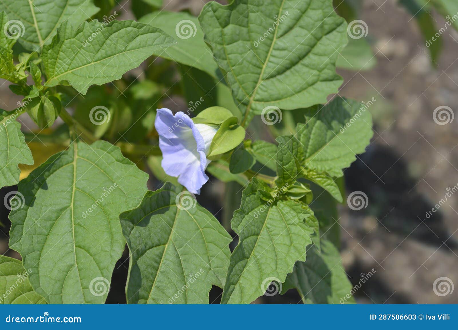 Apple of Peru stock image. Image of plant, close, name - 287506603