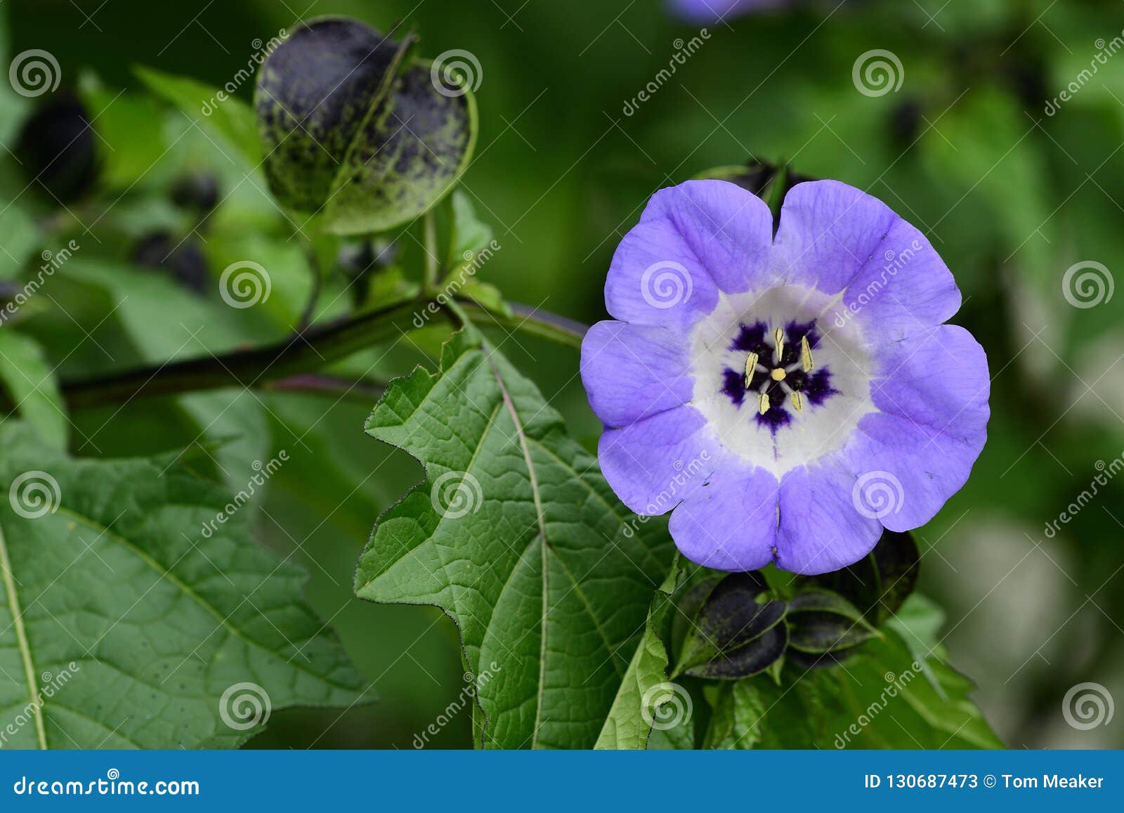 Apple of Peru Nicandra Physalodes Stock Image - Image of horizontal ...