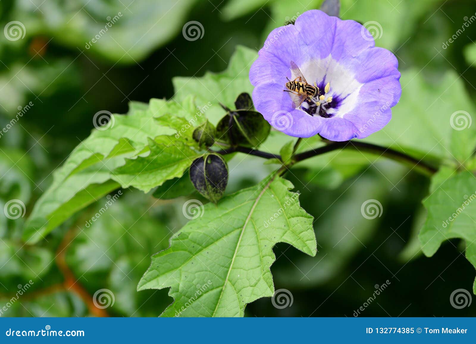 Apple of Peru Nicandra Physalodes Stock Image - Image of fresh ...