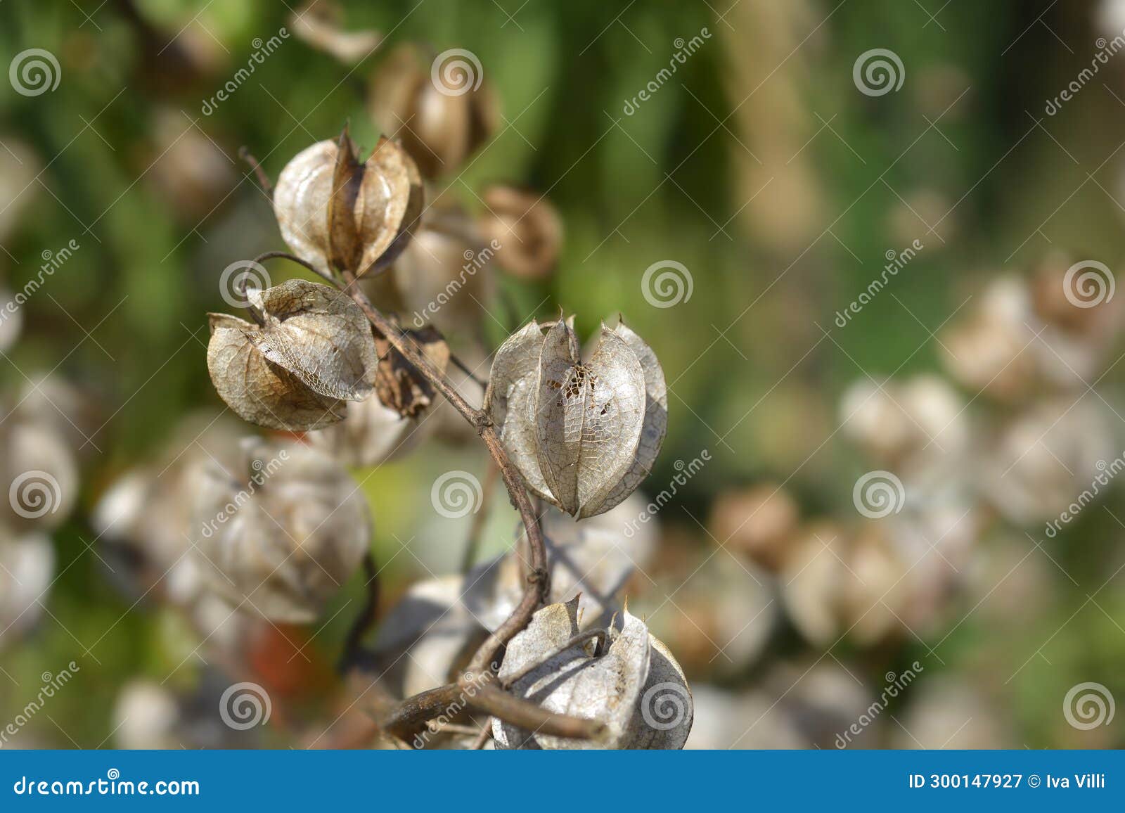 Apple of Peru stock image. Image of close, botany, shoofly - 300147927