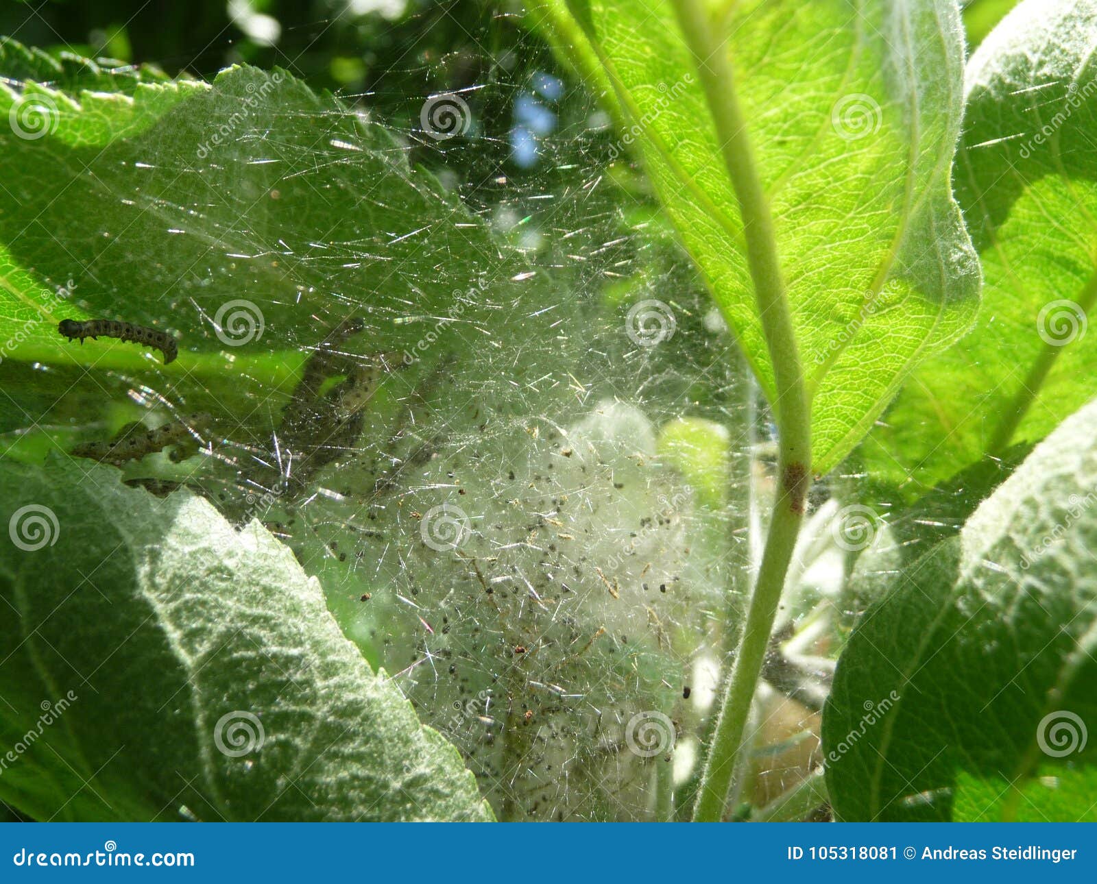 Vermin Moth Caterpillar Royalty-Free Stock Image | CartoonDealer.com ...