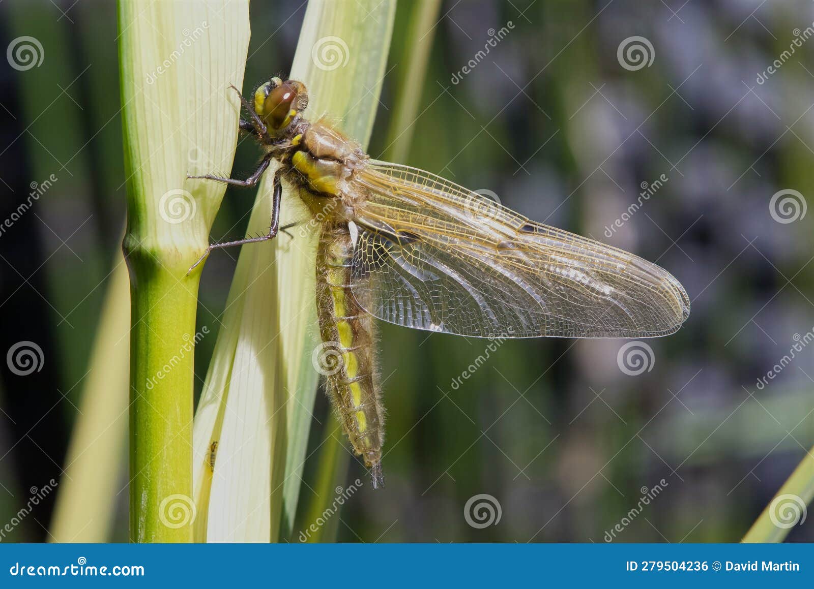 Newly Emerged Four-Spotted Chaser Stock Photo - Image of color, natural ...
