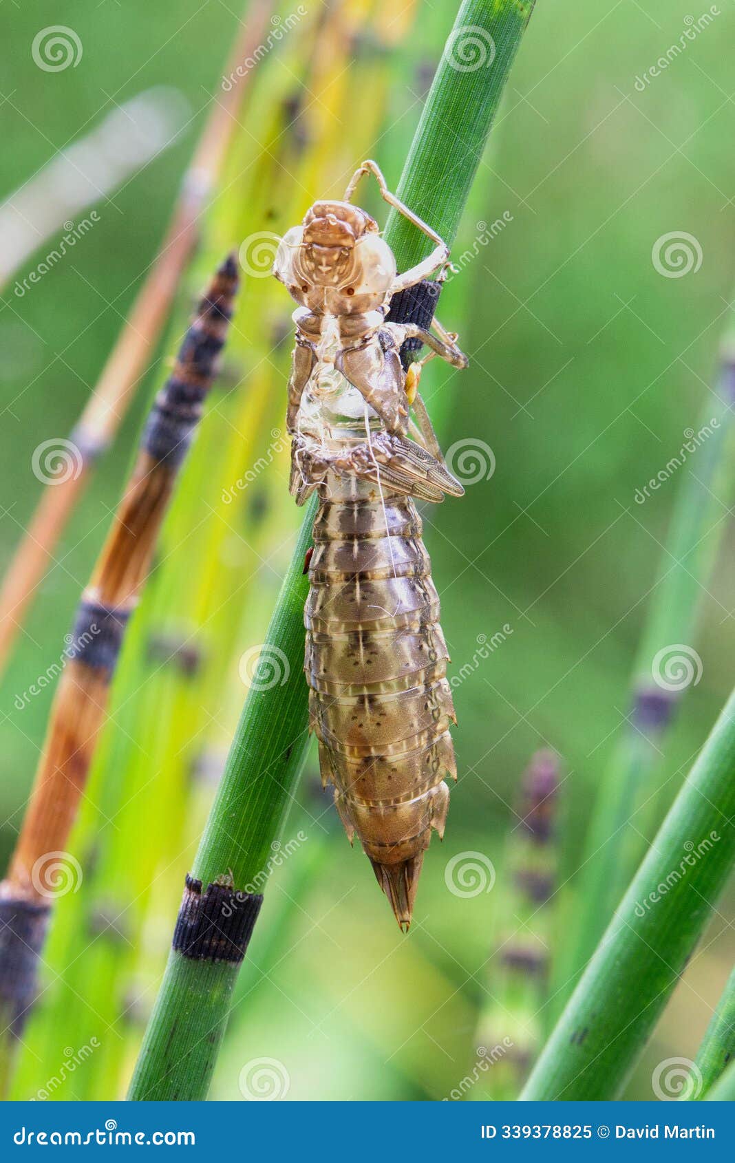 A Dragonfly Exuviae on a Reed Stem Stock Image - Image of dried, casing ...