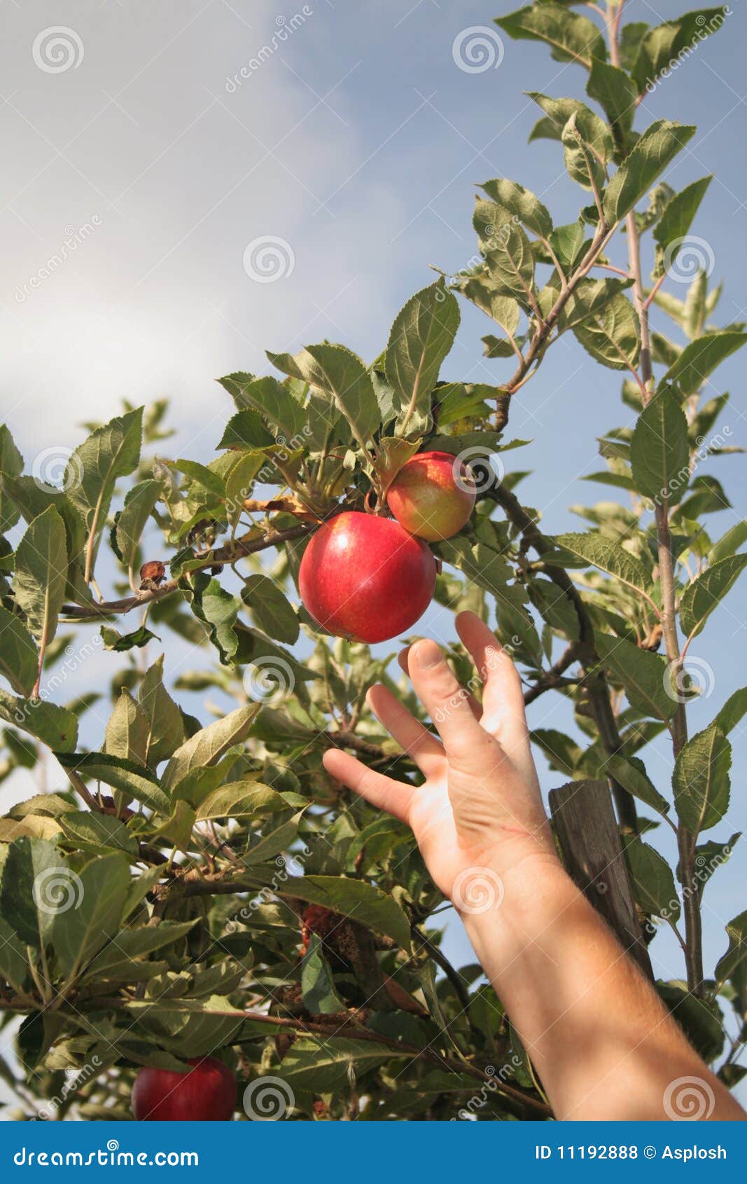 Apple Picking Royalty Free Stock Photos - Image: 11192888