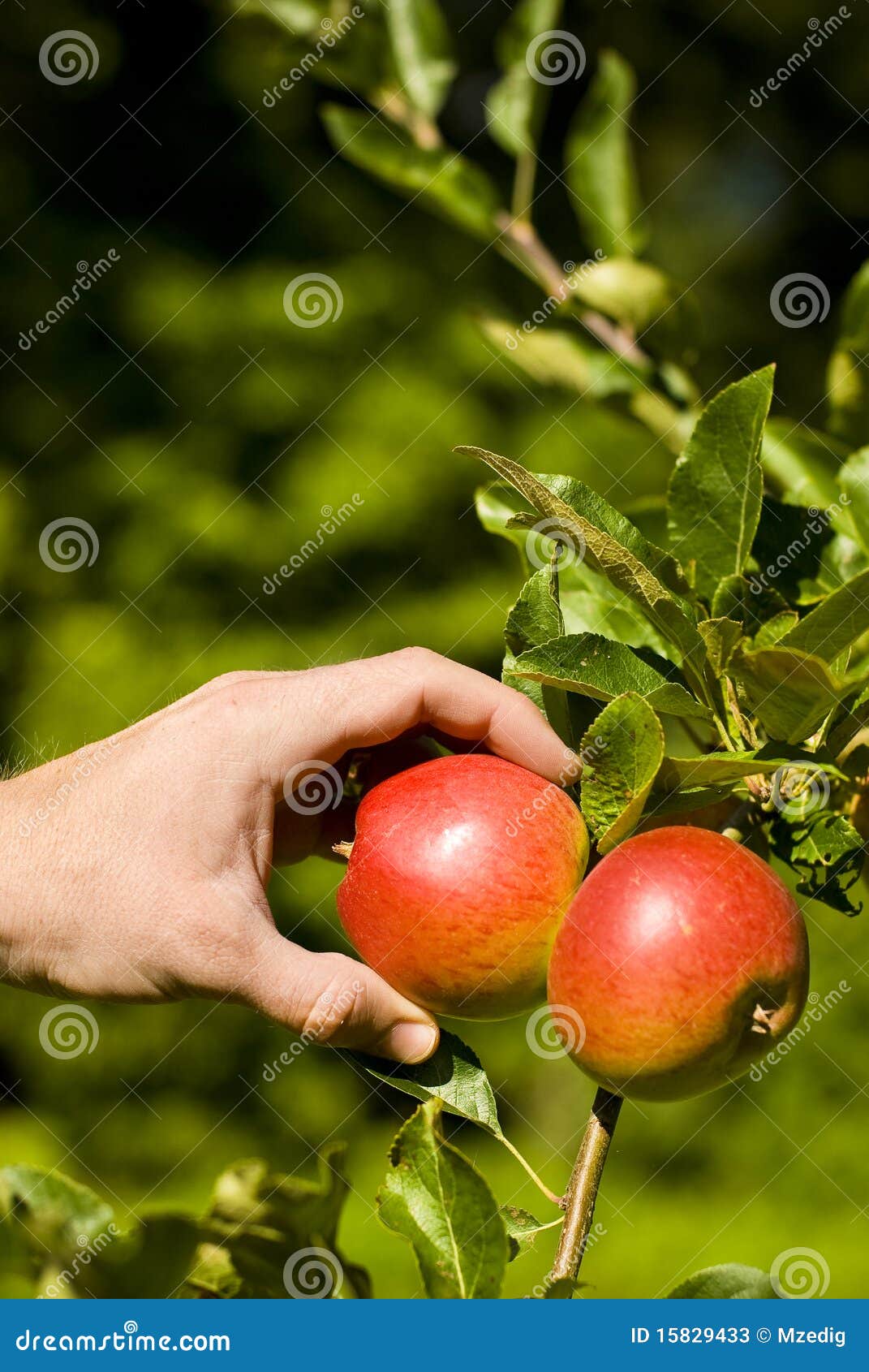 Apple picking stock image. Image of picking, gardening - 15829433