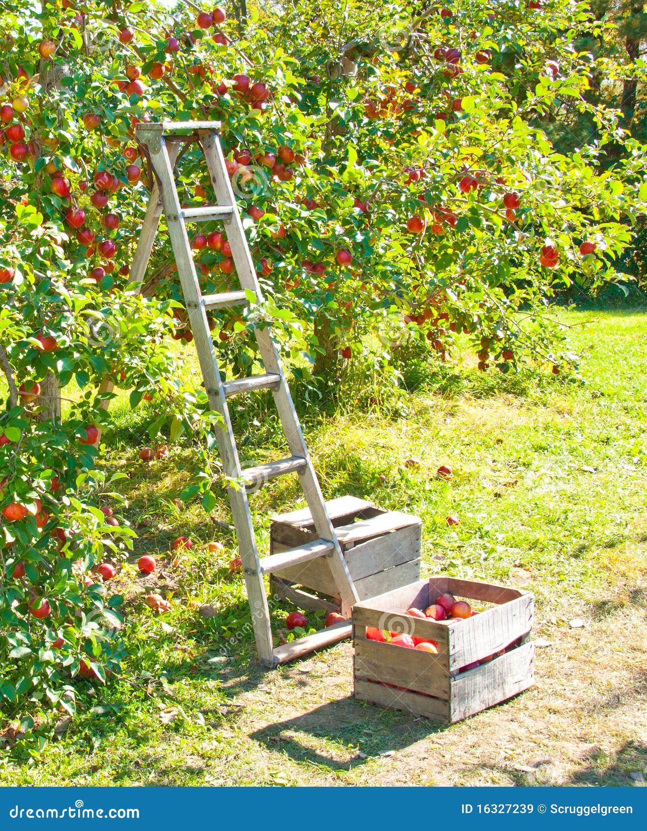 Apple Picking stock image. Image of tree, delicious, ripe - 16327239