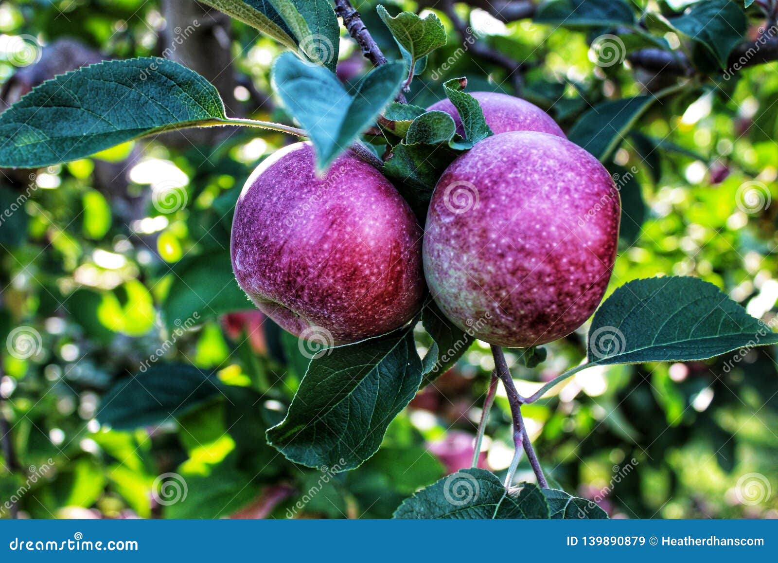 Red Macoun Apples stock image. Image of back, october - 139890879