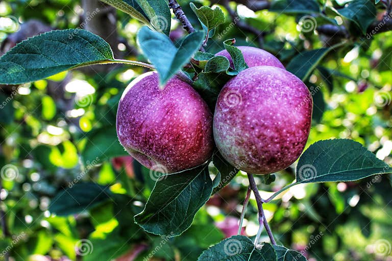 Red Macoun Apples stock image. Image of back, october - 139890879