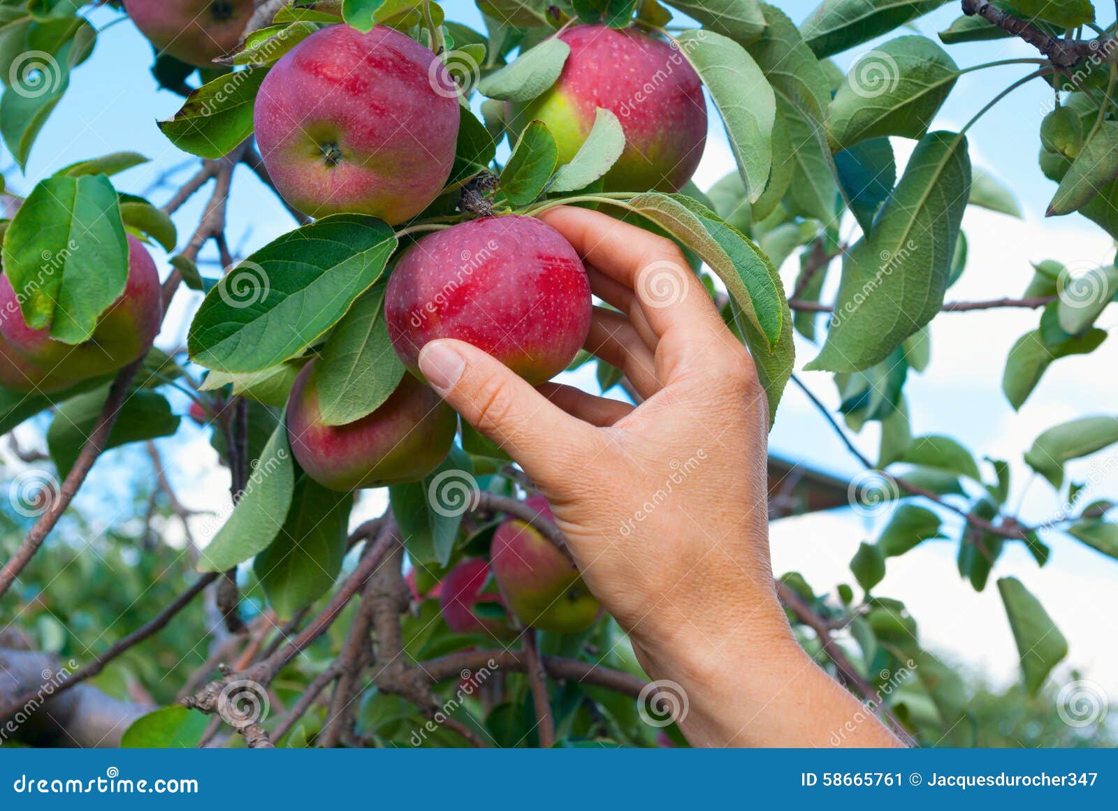 Apple picking stock image. Image of healthy, nature, pick - 58665761