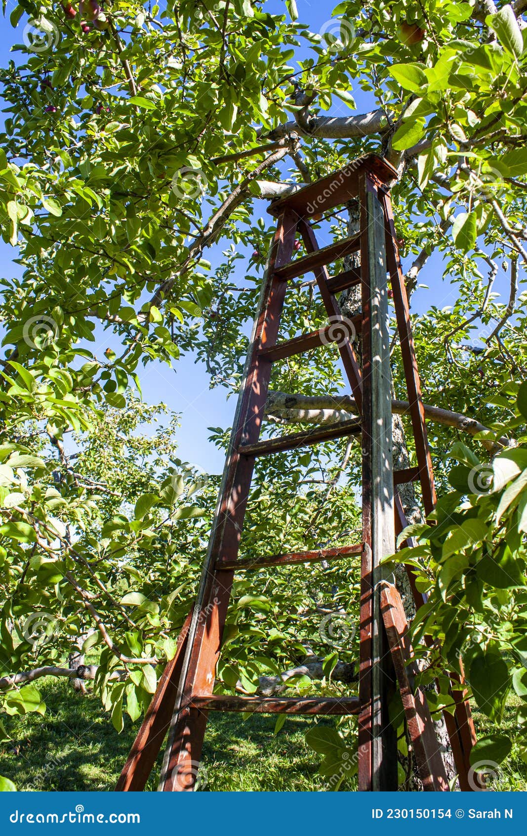 Apple-picking ladder stock photo. Image of travel, ripe - 230150154