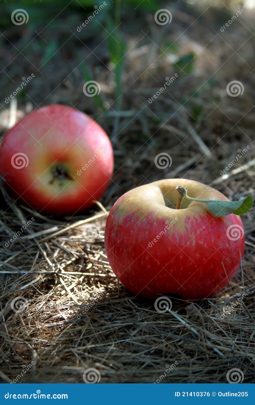 Apple picking season stock photo. Image of apples, orchard - 21410376