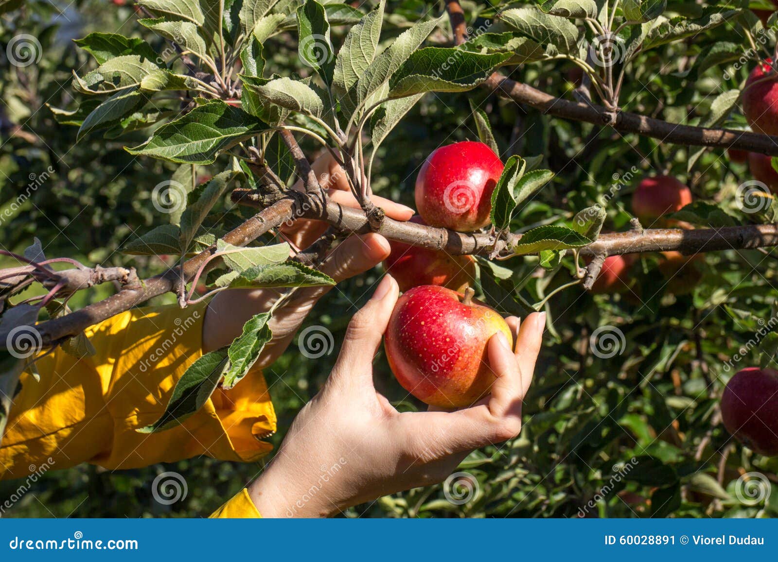 Apple picking stock image. Image of season, autumn, apple - 60028891