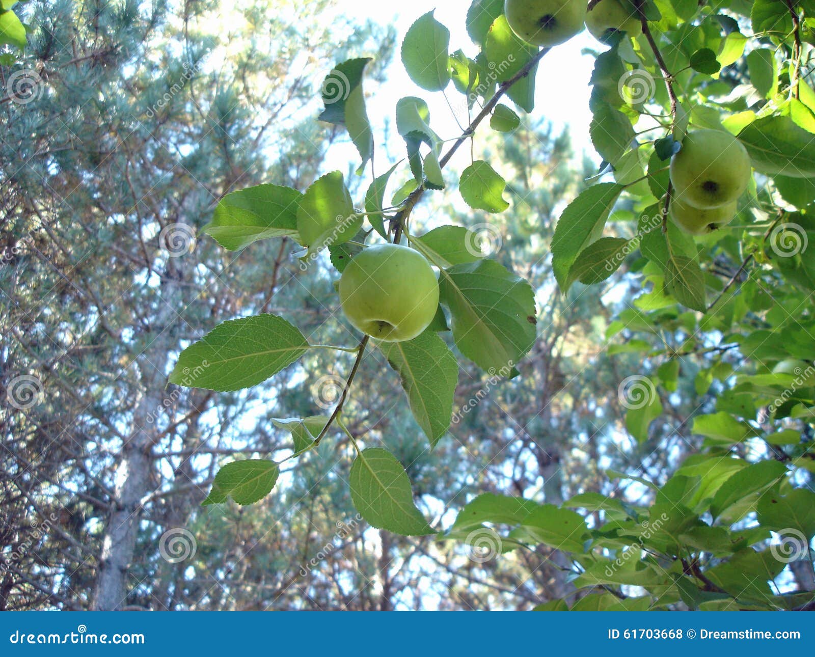 Apple and Pines stock photo. Image of sunlight, leaves - 61703668