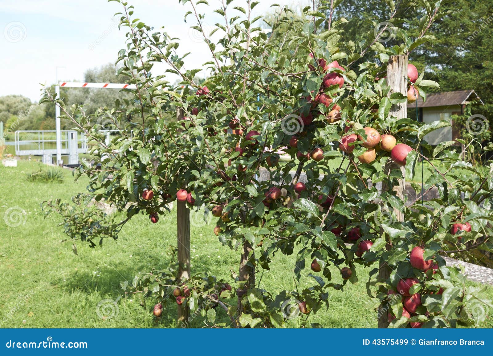 Apple plant stock image. Image of juicy, bunch, plant - 43575499