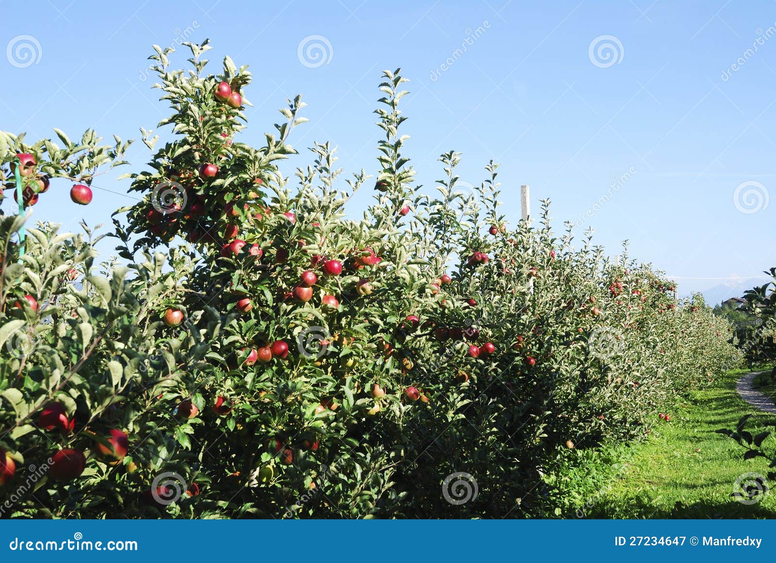 Apple Plantation stock image. Image of fruit, branch - 27234647
