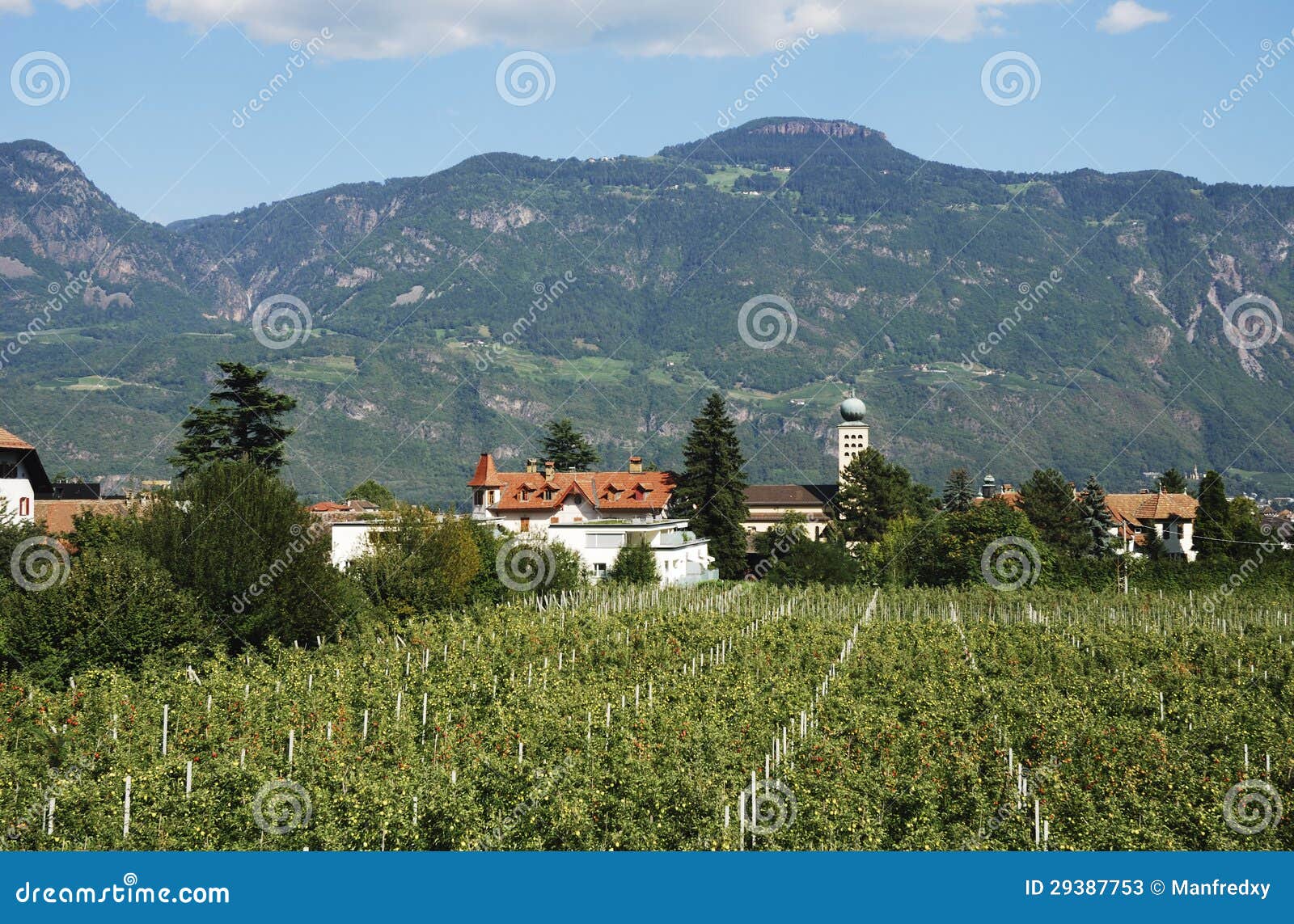 Apple Plantation stock image. Image of ripe, tyrol, field - 29387753