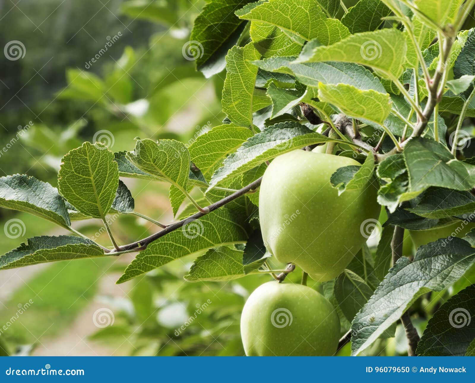 Apple Plantation stock photo. Image of tree, nature, plantation - 96079650