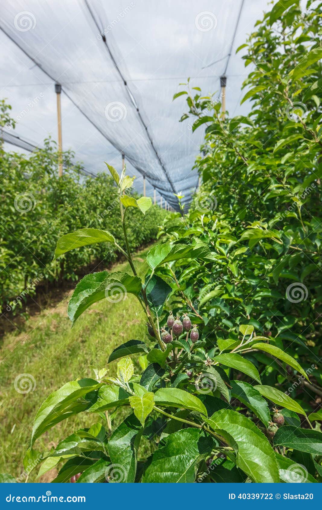 Apple Plantation with the Net Protection Stock Photo - Image of fruit ...