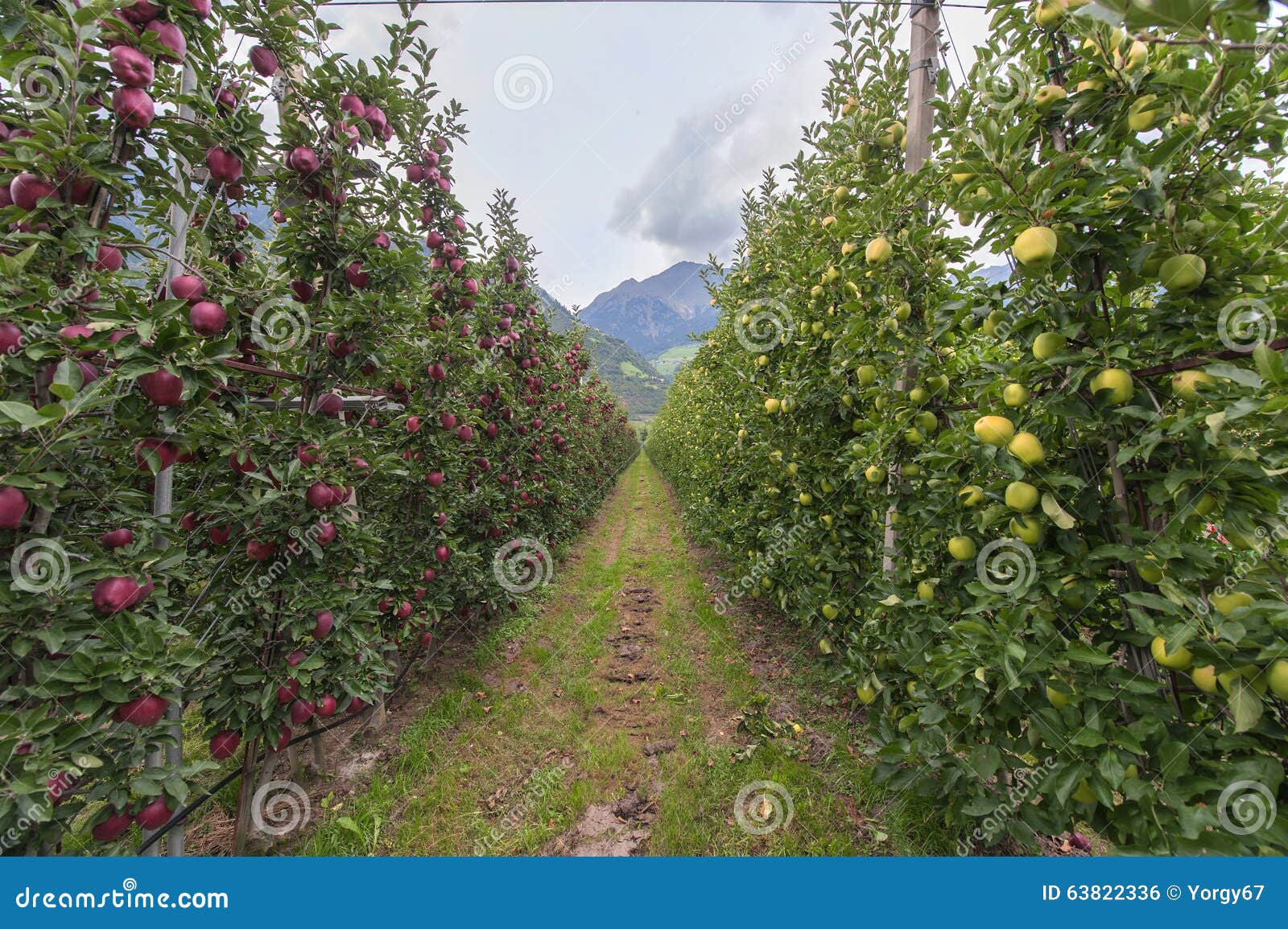 At the apple plantation stock photo. Image of healthy - 63822336